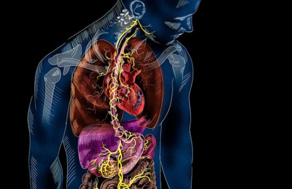 Η σημασία του πνευμονογαστρικού νεύρου και των διαταραχών του ...